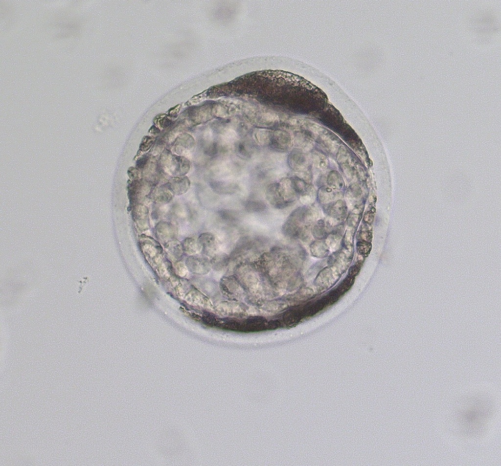 Equine Medical Services| Columbia, MO | Embryo Transfer Morphology ...