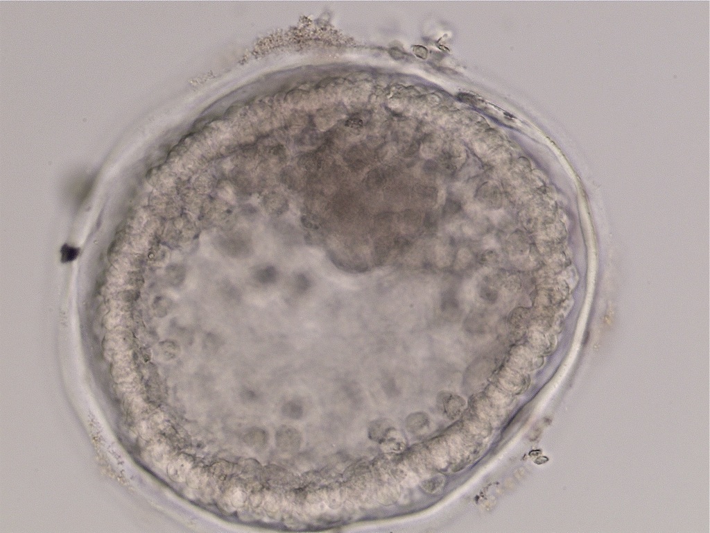 Equine Medical Services| Columbia, MO | Embryo Transfer Morphology ...