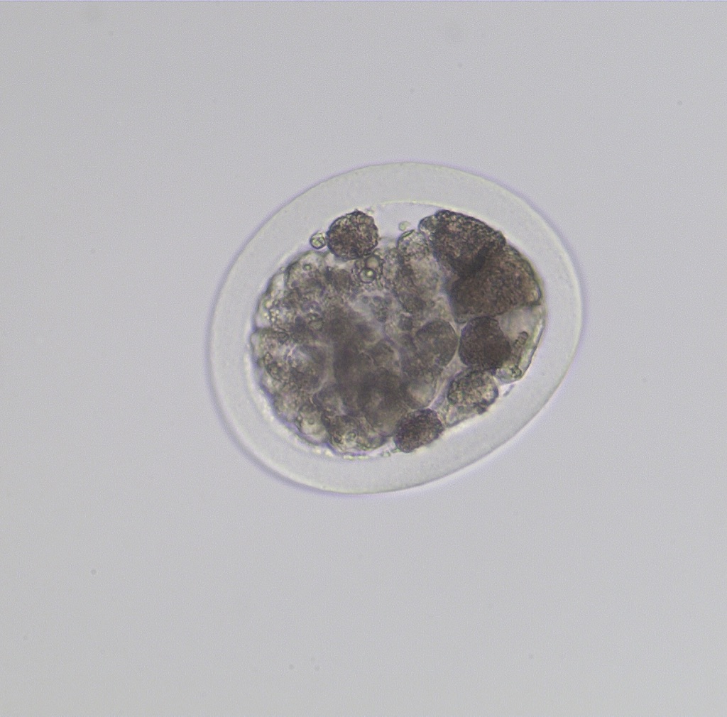 Equine Medical Services| Columbia, MO | Embryo Transfer Morphology ...