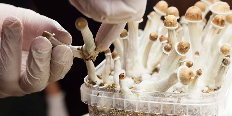 Psilocybin may effectively treat addiction | Drug Discovery News