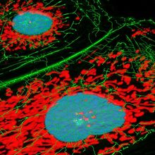 Expanding the genetic code with quadruplet codons may lead to new drugs ...