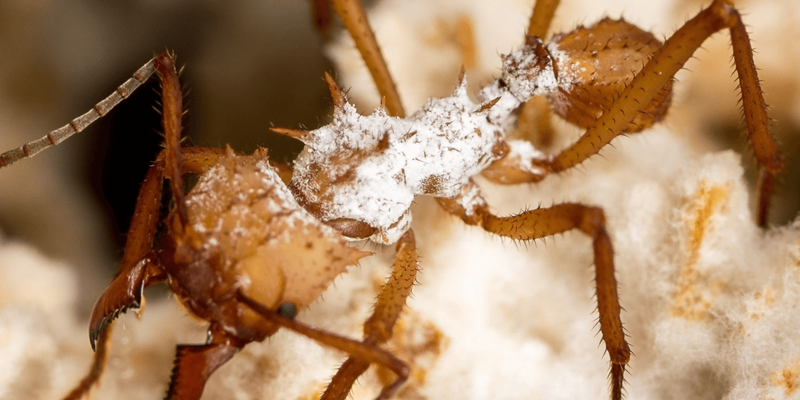 Animal microbiomes hold the key to new antifungals | Drug Discovery News