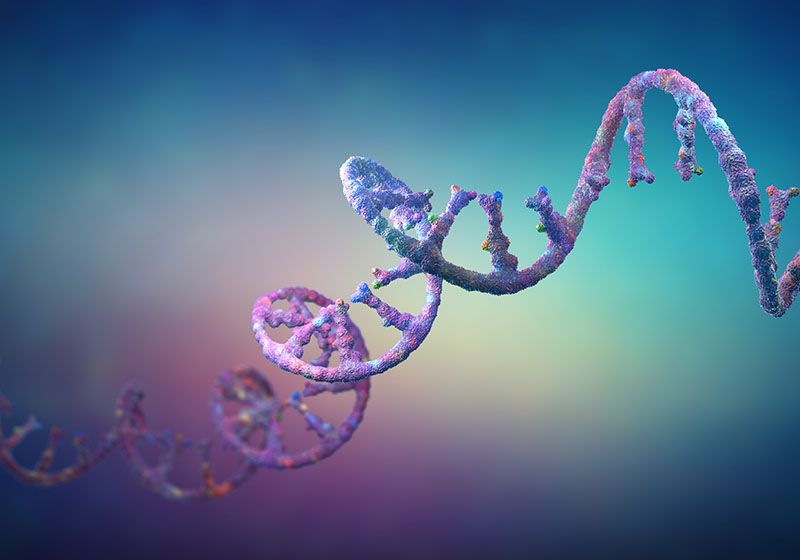 RNA Interference: Discovery, Development, and Applications | Drug ...