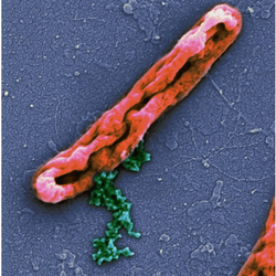 A new compound targets bacteria hiding in biofilms | Drug Discovery News