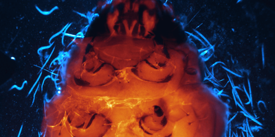 Worm-associated bacteria are an untapped source of antibiotics | Drug ...
