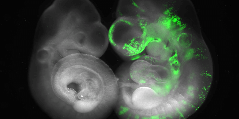 Chimera research opens new doors to understanding and treating disease ...