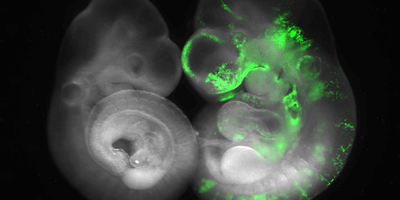 Chimera research opens new doors to understanding and treating disease ...