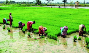 What is Interest Subvention Scheme For Farmers | Short-term Crop Loans