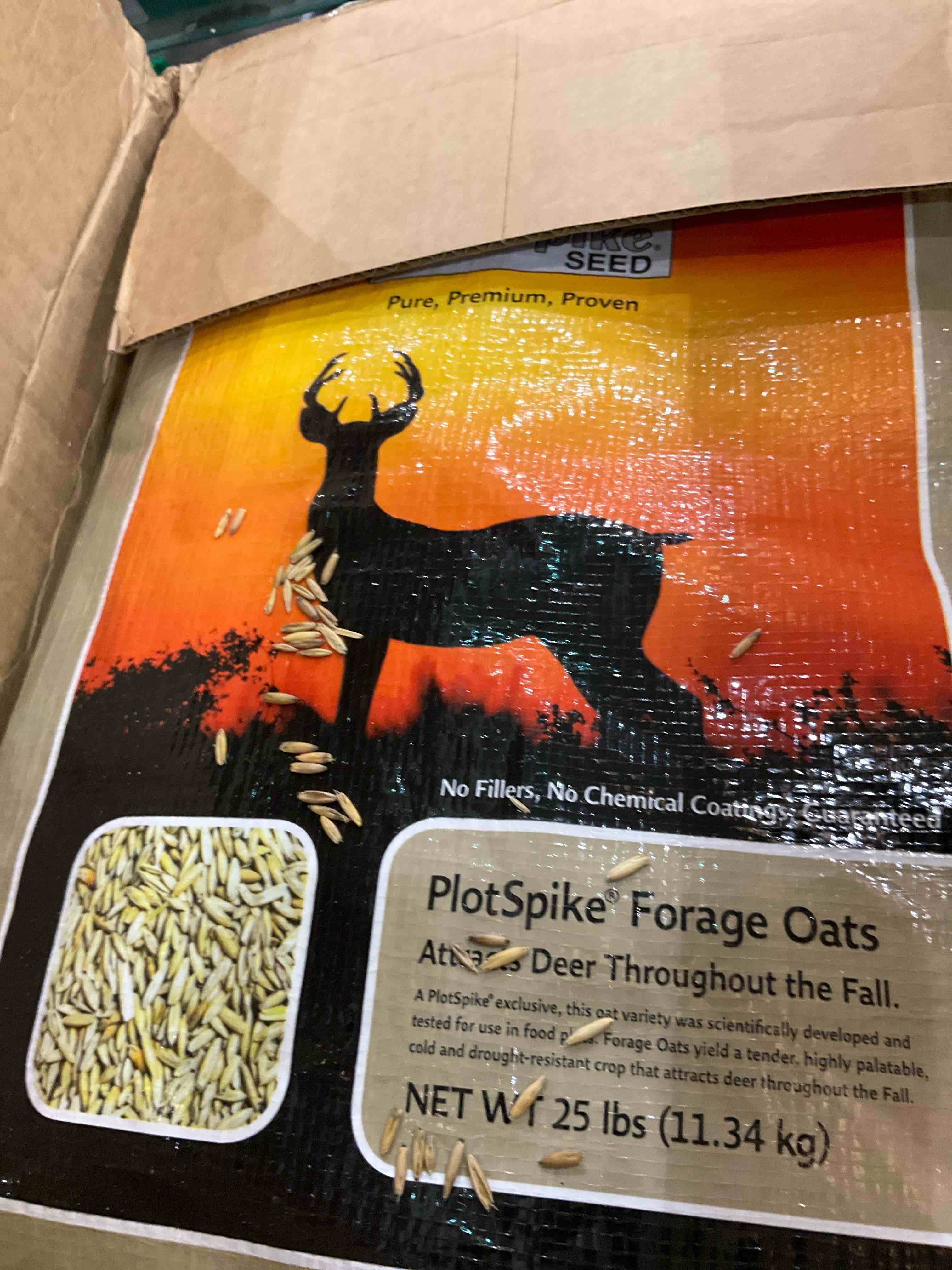 plotspike forage oat seed