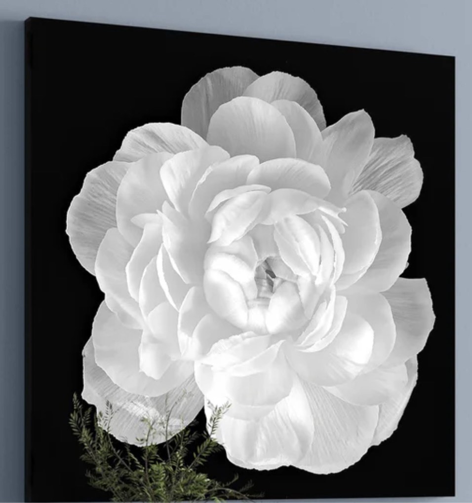 Ranunculus " by Jonathan Shuff