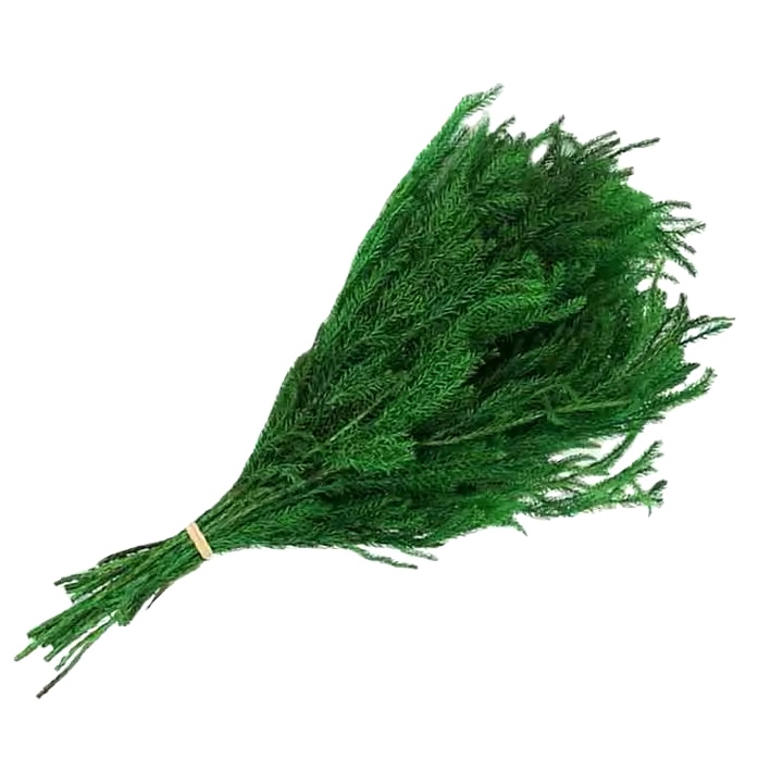 New Fashion Real Preserved Plants Artificial stabilized Lycopodium (12 pcs)