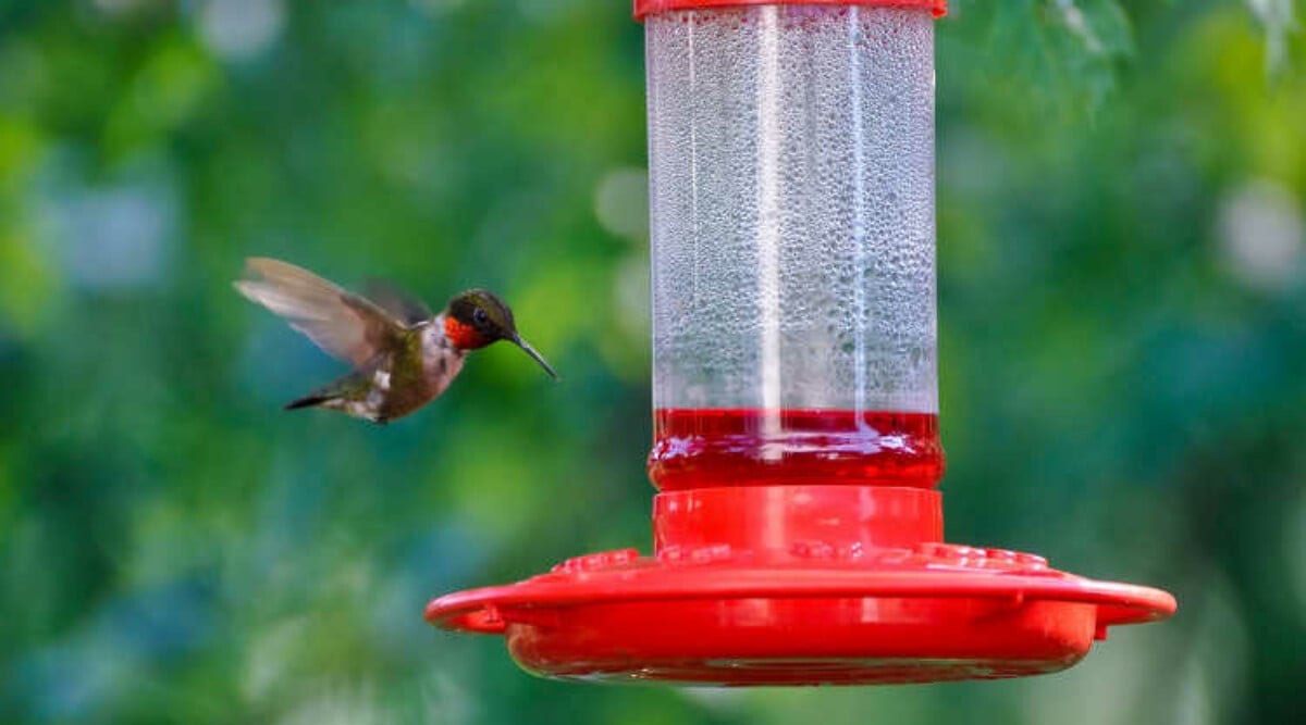 Hummingbird Tower Feeder 2-pack