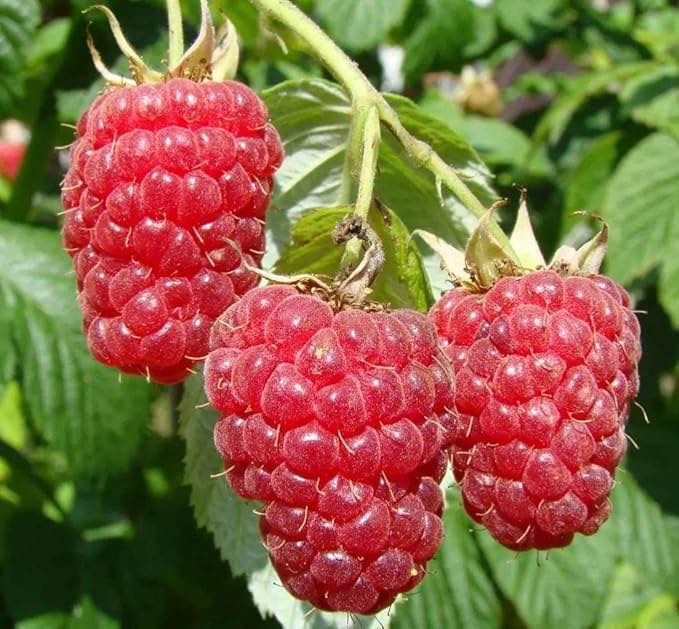 2000+ Red Raspberry Seeds for Planting