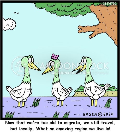Migrating Birds Cartoons and Comics - funny pictures from CartoonStock
