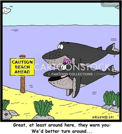 Beached Whale Cartoons and Comics - funny pictures from CartoonStock