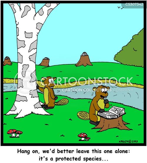 Forrest Cartoons and Comics - funny pictures from CartoonStock