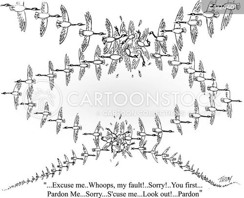 Bird Collision Cartoons and Comics - funny pictures from CartoonStock