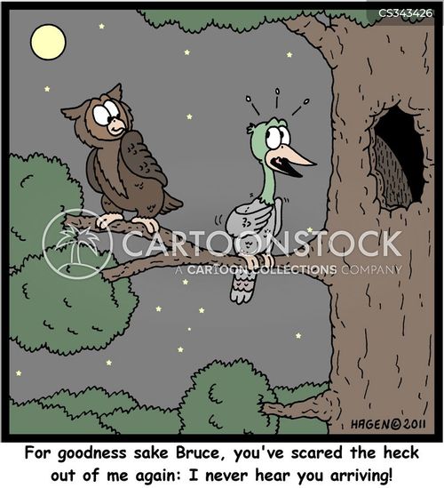 Night Bird Cartoons and Comics - funny pictures from CartoonStock