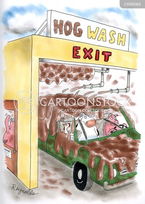 Pig In Mud Cartoons and Comics - funny pictures from CartoonStock