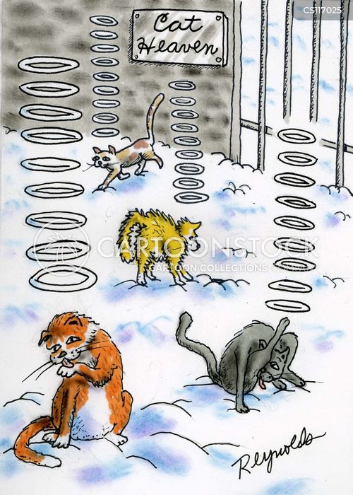 Cat Heaven Cartoons and Comics - funny pictures from CartoonStock