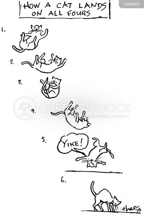 Funny Cats Falling Off Things