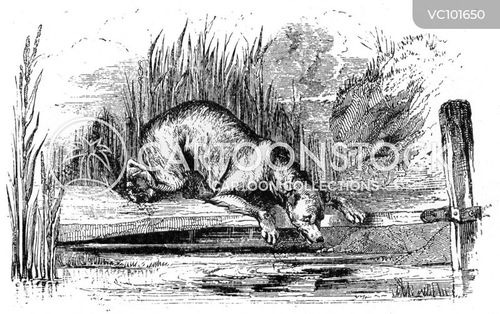 Reflection Cartoons and Comics - funny pictures from CartoonStock