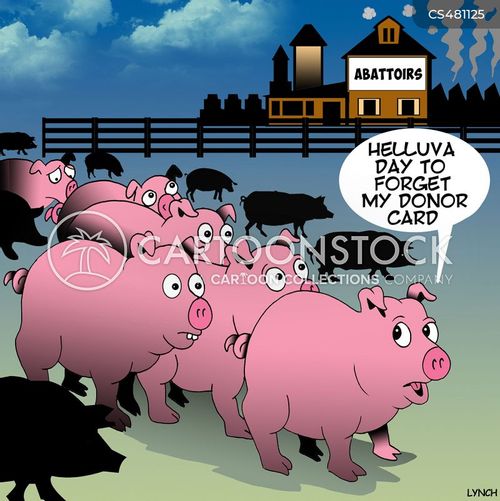 Abattoir Cartoons and Comics - funny pictures from CartoonStock