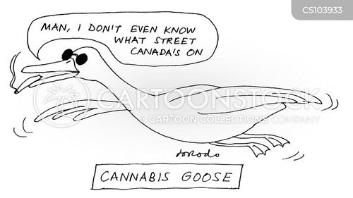 Canada Goose Cartoons and Comics - funny pictures from CartoonStock