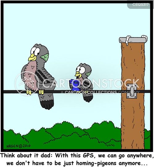 Homing Pigeon Cartoons and Comics - funny pictures from CartoonStock