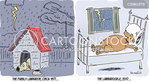 Labradoodle Cartoons and Comics - funny pictures from CartoonStock