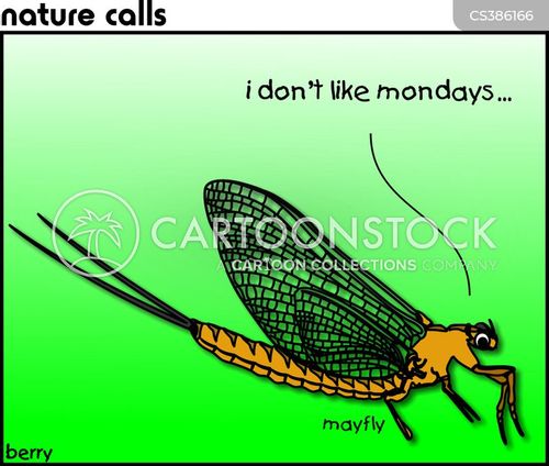 Mayfly Cartoons and Comics - funny pictures from CartoonStock