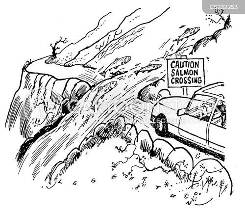 Salmon Crossing Cartoons and Comics - funny pictures from CartoonStock