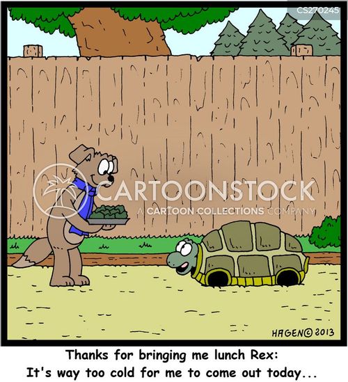 Turtle Shell Cartoons and Comics - funny pictures from CartoonStock