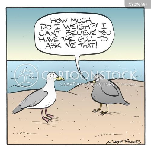 Fat Birds Memes