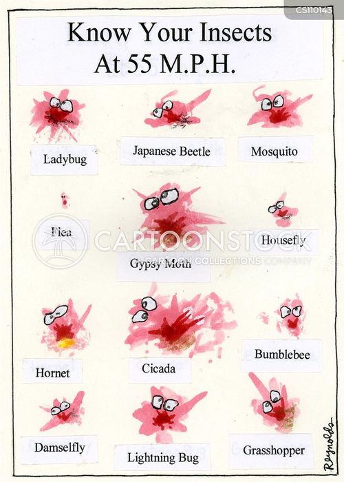 Windshield Cartoons and Comics - funny pictures from CartoonStock