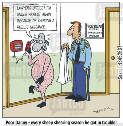 sheep shearing cartoons - Humor from Jantoo Cartoons