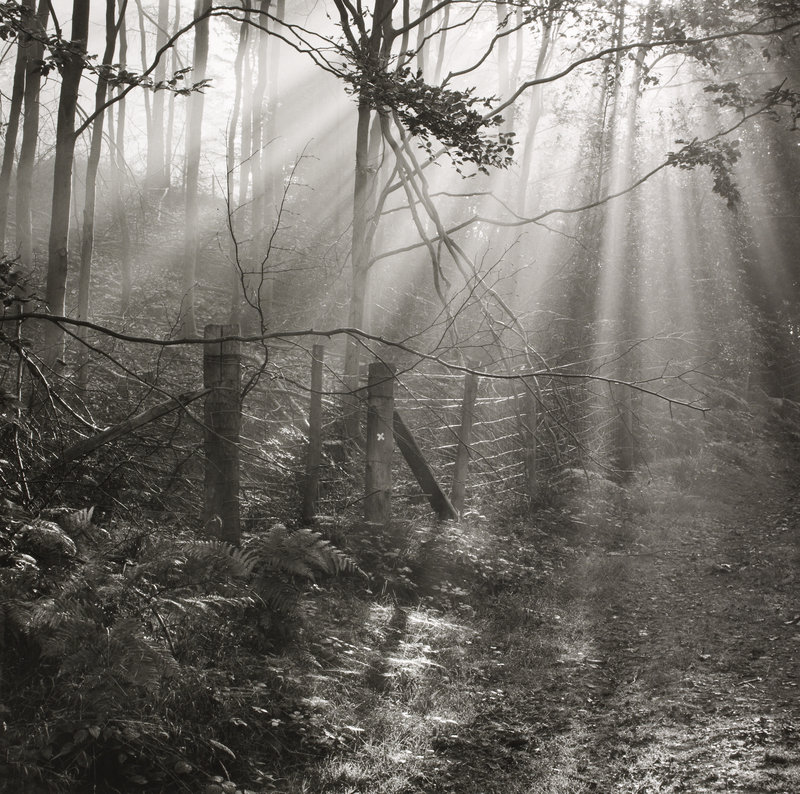 Fence by Fay Godwin - British Library Prints