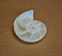 Nautilus shell 3D models for 3D printing | makexyz.com