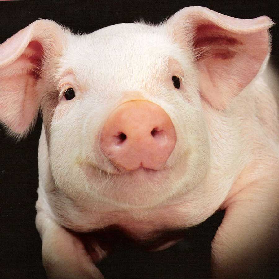 » Año del Chancho de Tierra | OMdemand