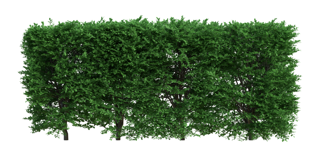 hedge - buxus sempervirens hedge - boxwood - Blender Market