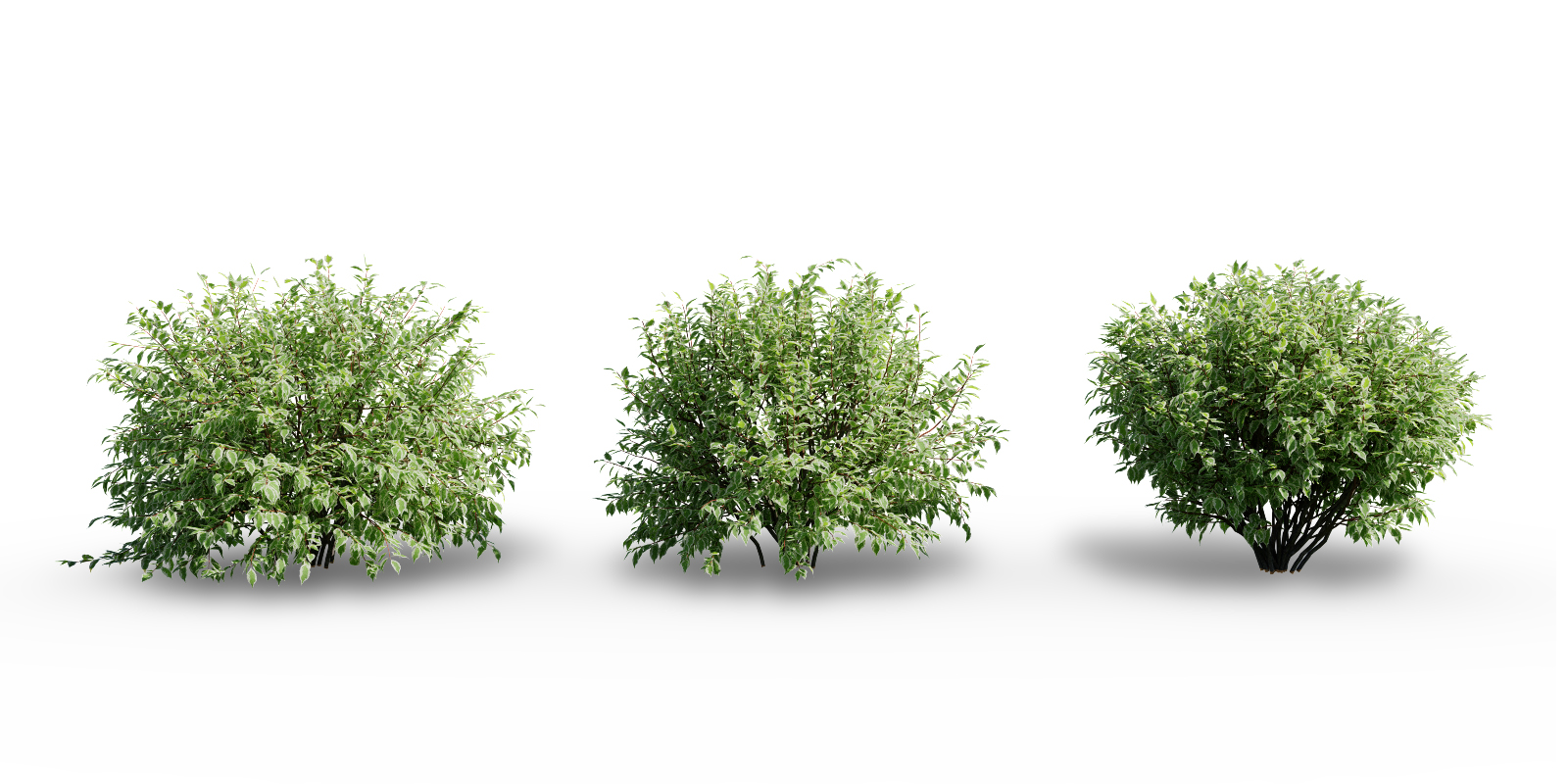 Bush - Cornus alba elegantissima (set of 3 bushes) - Blender Market