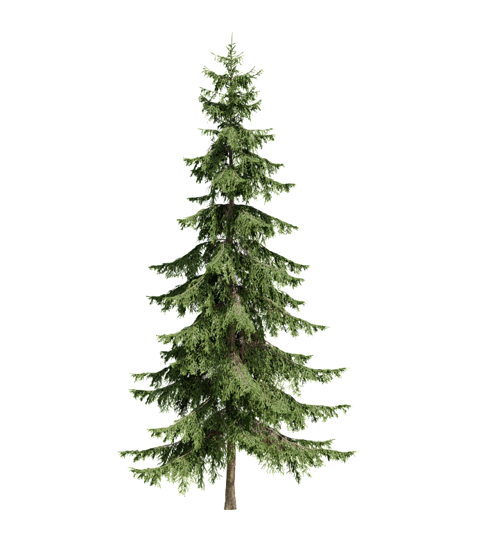Tree - Picea tree (9m) - Pine - Blender Market