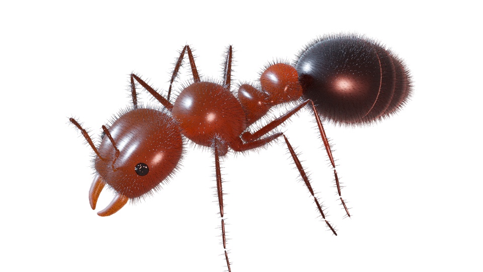 Ultimate Ant Pack - Blender Market