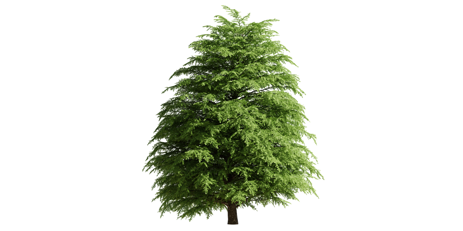 Tree - Tsuga Canadensis 01 - Eastern Hemlock - Spruce - Blender Market