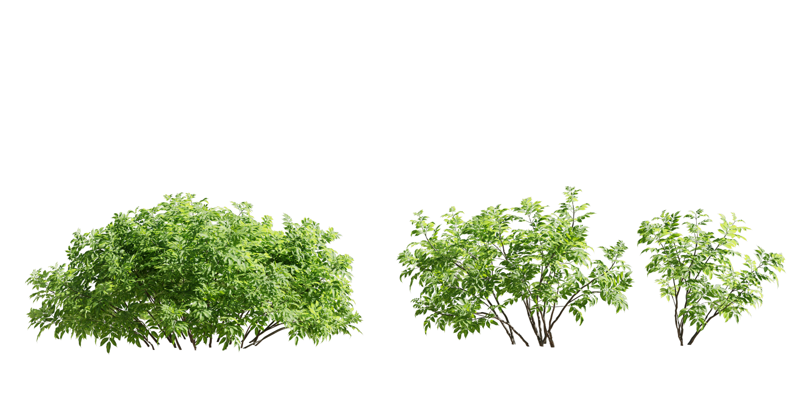 FREE bush - Sambucus nigra plant - elderberry set of 5 bushes - Blender ...