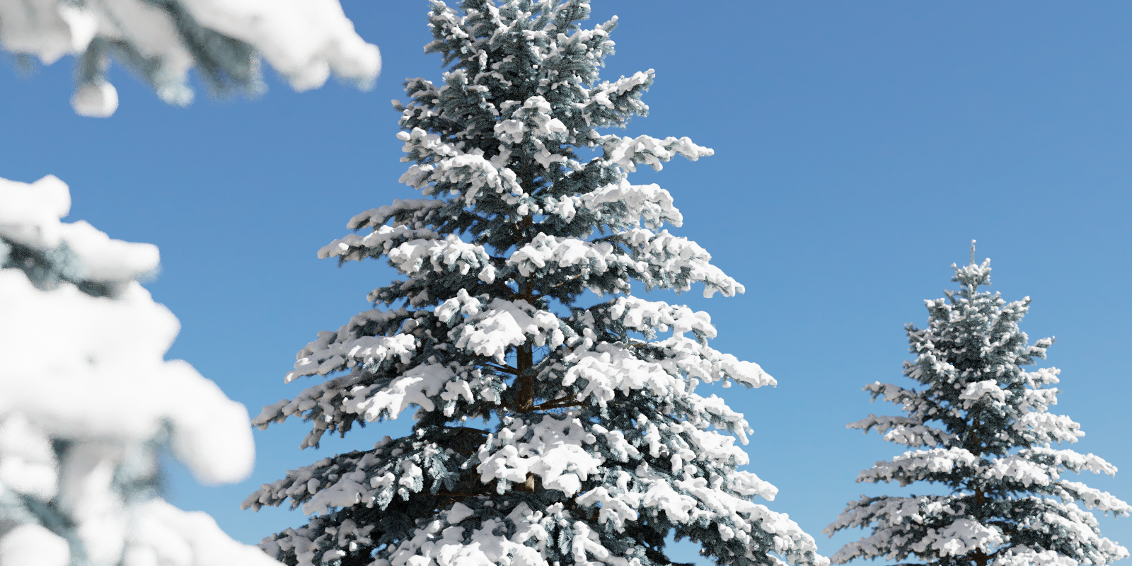 Blue Spruce Tree With Snow