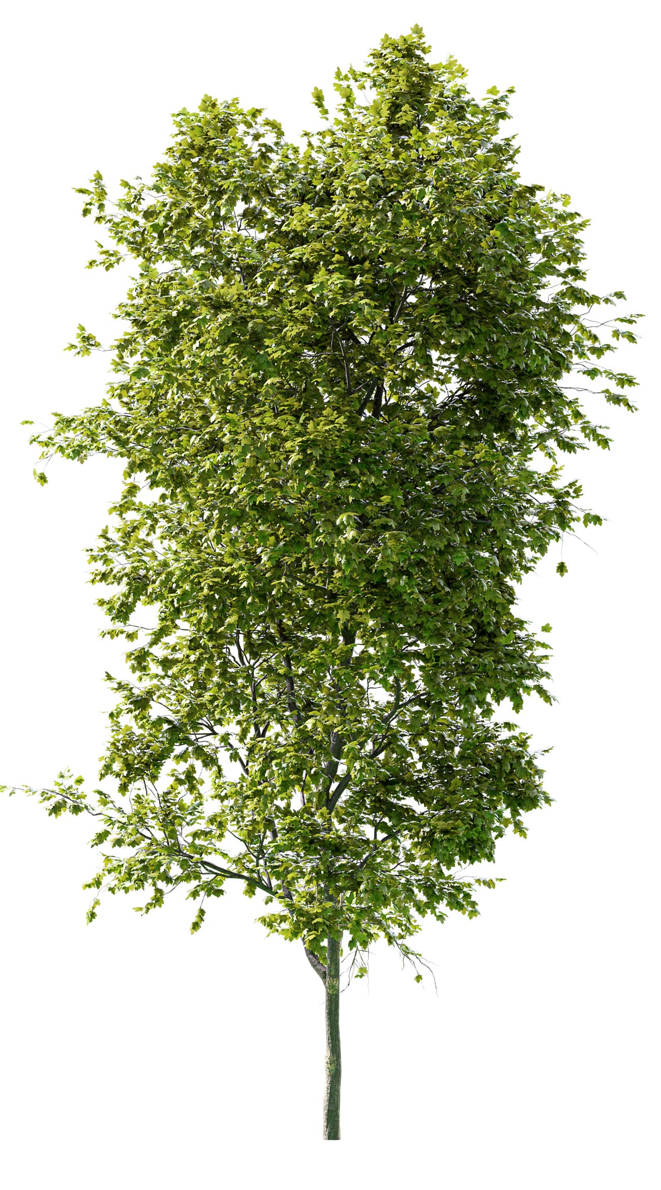 Tree Vegetation - Animated Tree Shrub Plant Addon tree Library trees ...