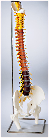 Color-Coded Premier Flexible Spine with Disc Prolapse and Movable Femur ...