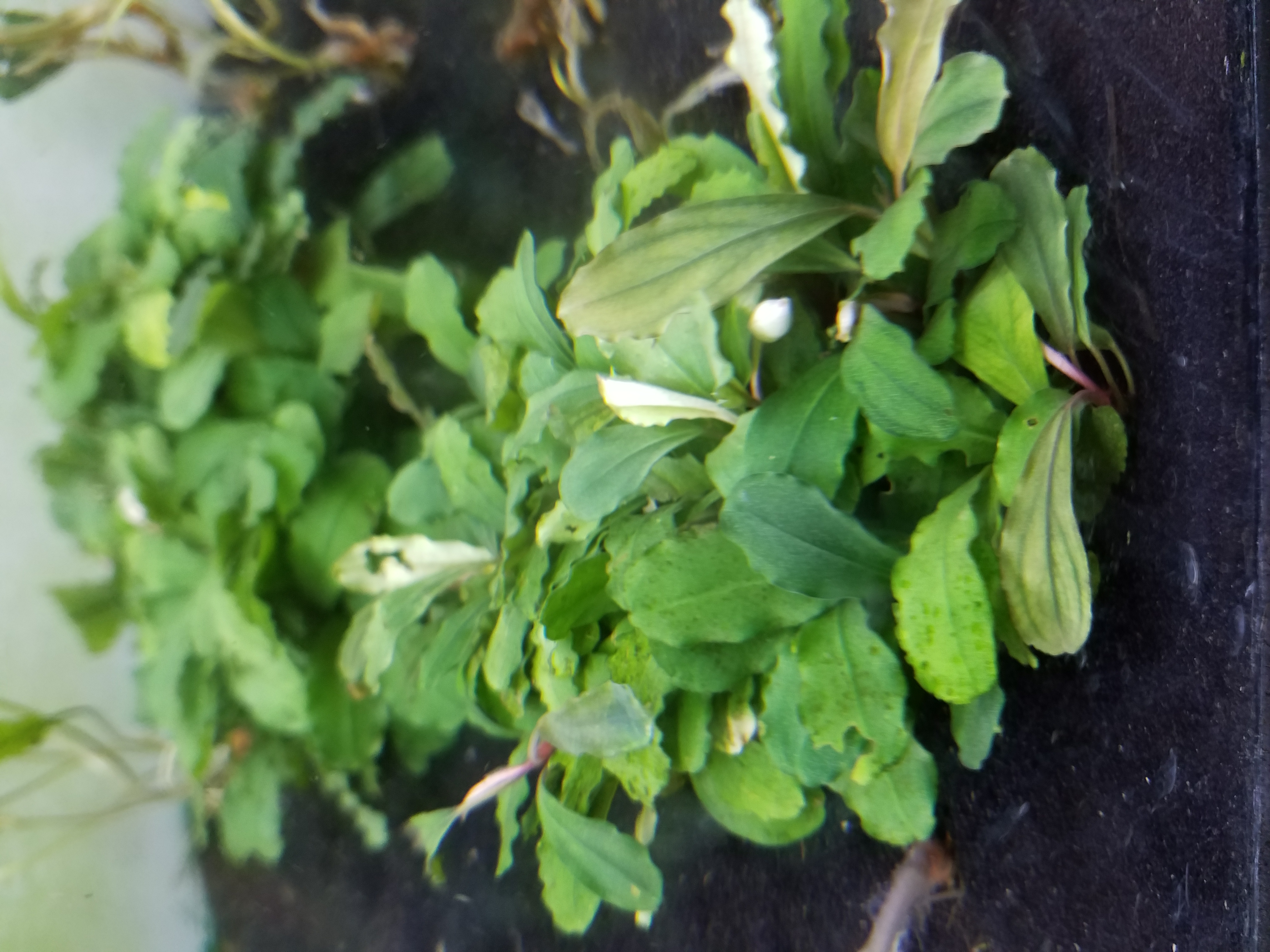 Peacock – Buce Plant