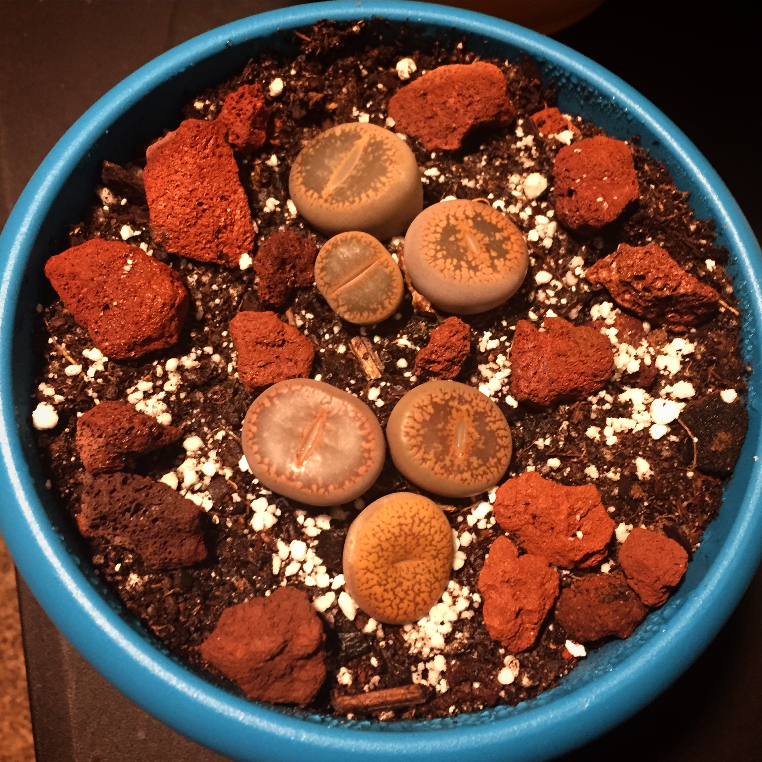 Lithops Living Stones Container - Succulents for Sale Bulk Succulent ...